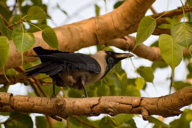 Black Crow Sitting on the Branch of a Tree, Black Crow Searching for ...
