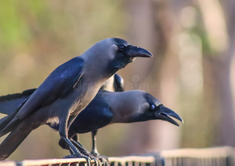 Black Crow Sitting on the Railing Stock Photo - Image of feather ...