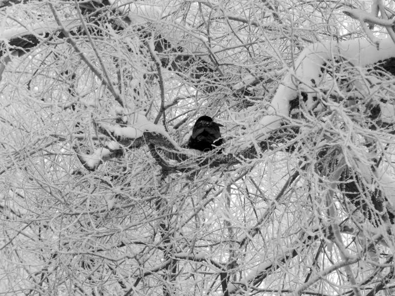 Black Crow Sitting on a Snow-covered Tree Branches in Winter Stock ...