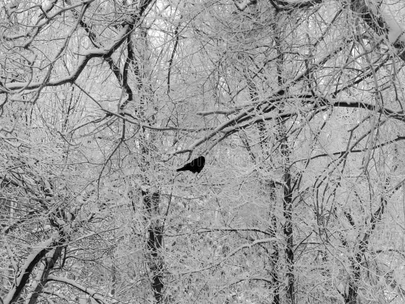 242 Crow Snow Covered Tree Stock Photos - Free & Royalty-Free Stock ...