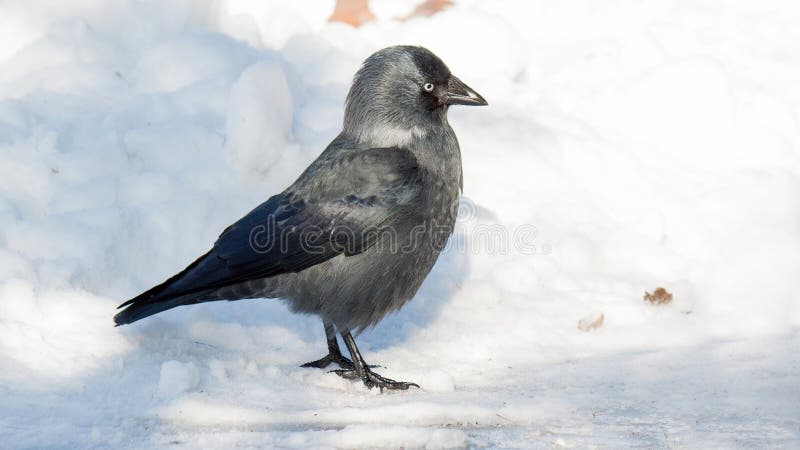 Black Crow Sitting in the Snow Looking Back at the Camera Stock Photo ...