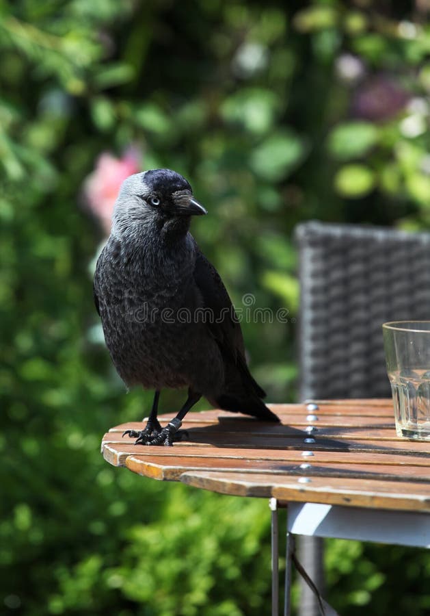 Crow Sitting on a Coffetable Stock Image - Image of furniture, back ...