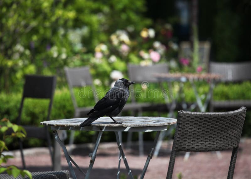 Crow sitting on a table stock photo. Image of closeup - 114281760