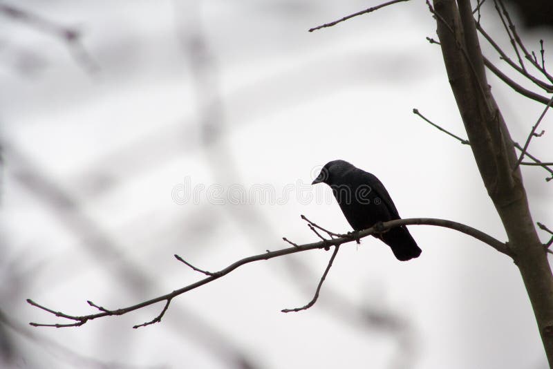 242 Sad Crow Stock Photos - Free & Royalty-Free Stock Photos from ...