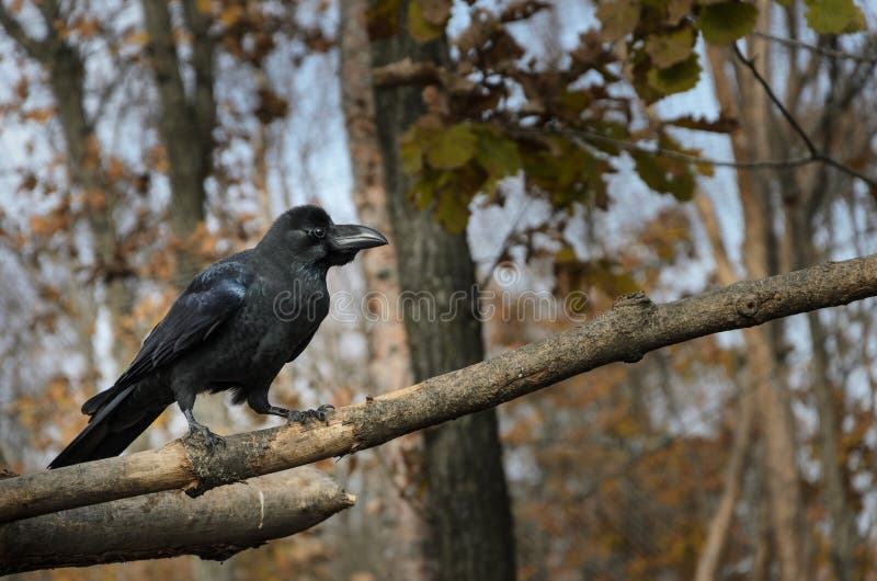 Black Crow Sitting on Tree Branch Stock Image - Image of leafless, dark ...