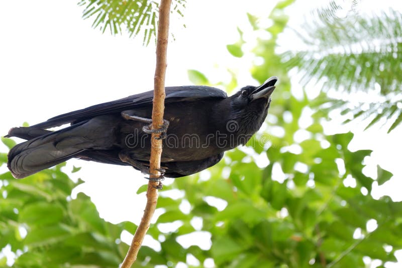 A Black Crow Sitting on a Tree Branch on White Isolated and Blurred ...