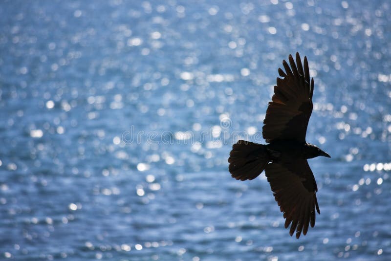 Black Crow in Flight with Spread Wings Stock Photo - Image of spread ...