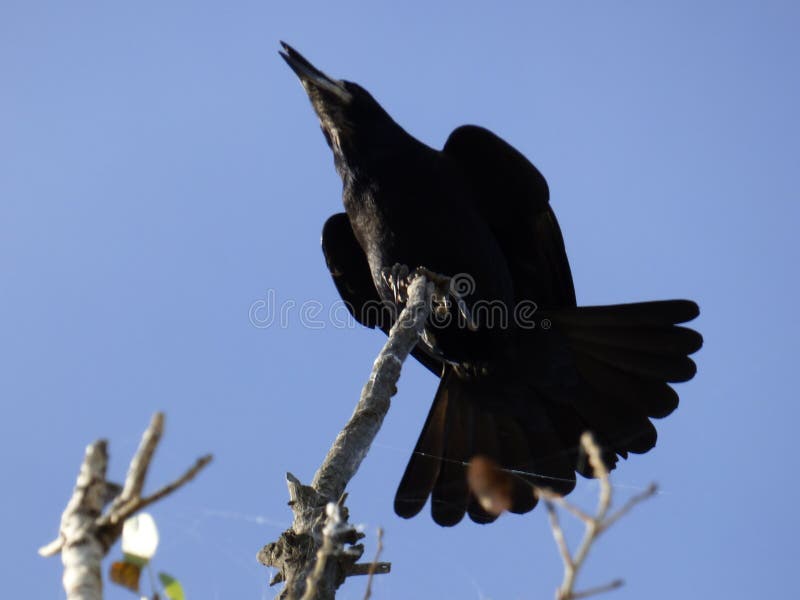 Raven Squawking Stock Photos - Free & Royalty-Free Stock Photos from ...