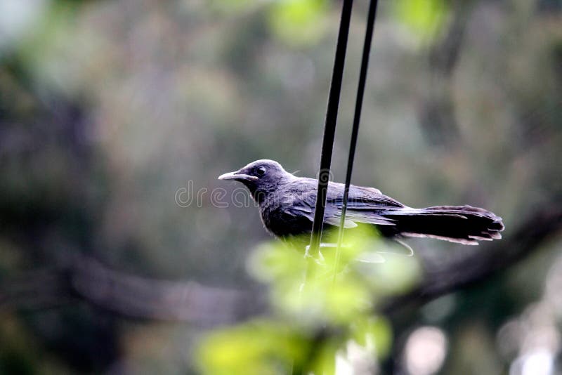 187 Crows Cable Stock Photos - Free & Royalty-Free Stock Photos from ...