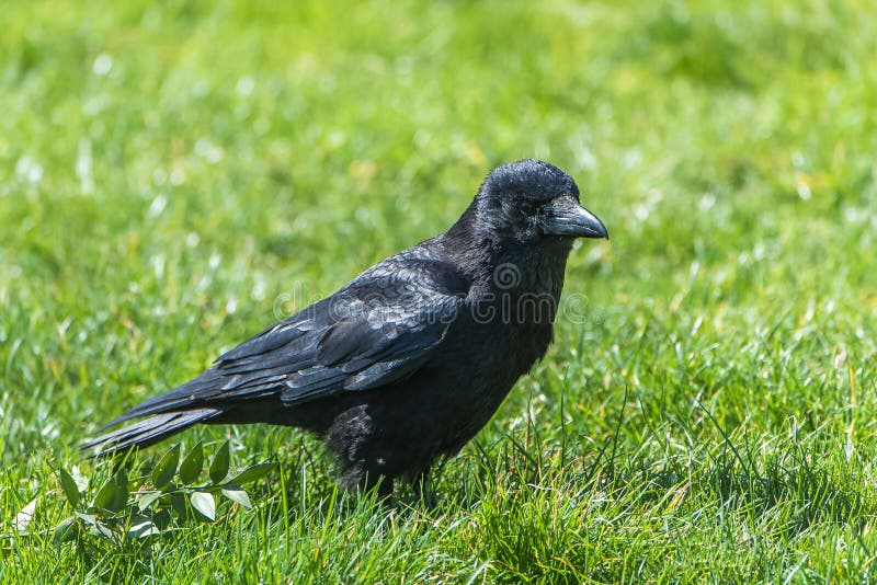 Black crow stock photo. Image of crowing, looking, carrion - 130896476