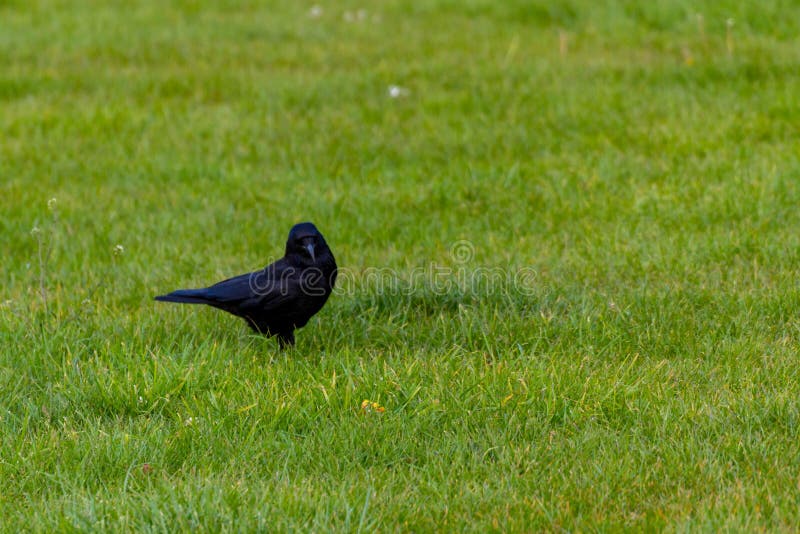A Black Crow Standing on a Lawn Stock Photo - Image of wildlife, crow ...