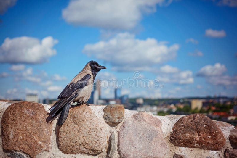 Black Crow is Standing on the Stone Summer Day. Look at the Town Stock ...