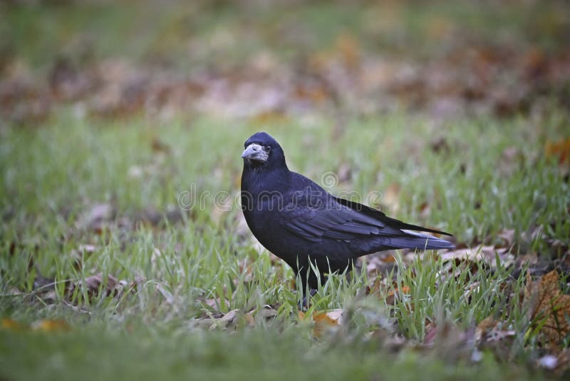 Black Crow Stands on Grass and Looking at Camera. Stock Image - Image ...