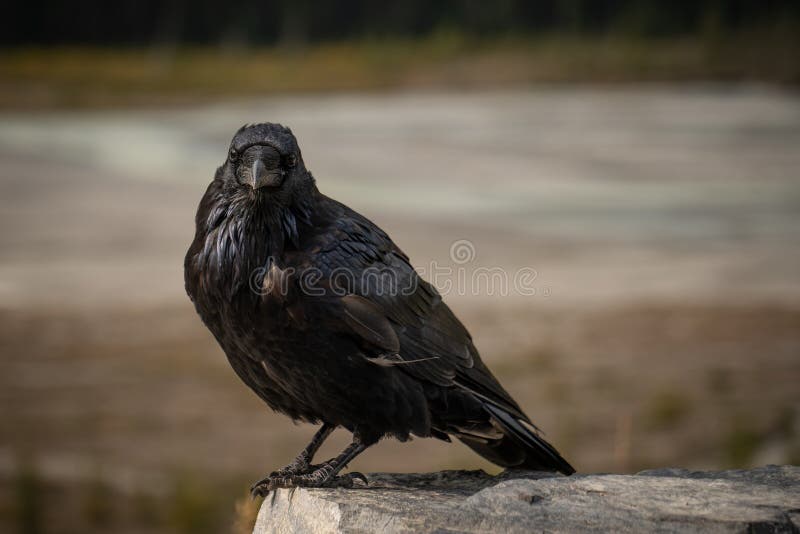 Black Crow Staring at the Camera Stock Photo - Image of outdoor, person ...