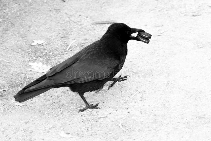 Black Crow is Stealing Biscuits Stock Photo - Image of creature, raven ...