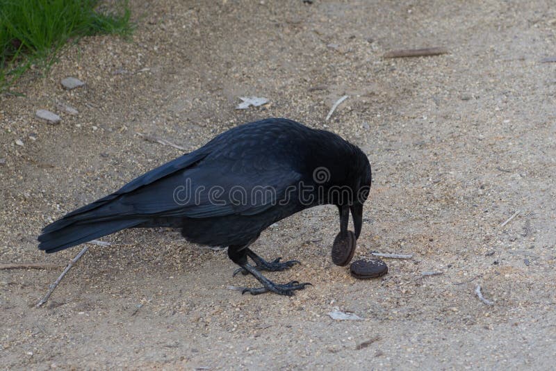Black Crow is Stealing Biscuits Stock Image - Image of oreo, raven ...