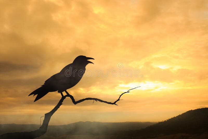 Sunset Crow stock photo. Image of sitting, nature, dusk - 9449686