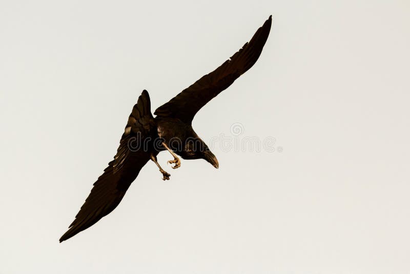 Black Crow Surrounded of Yellow Flowers Stock Photo - Image of bright ...