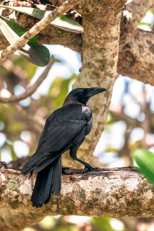 Black crow on the tree stock photo. Image of portrait - 141648324
