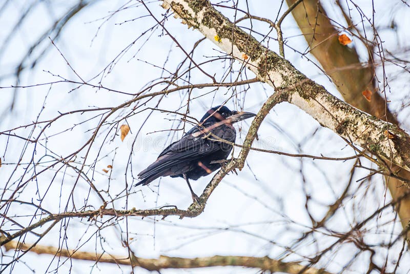 Black Crow on a tree stock photo. Image of magpie, corvus - 110042902