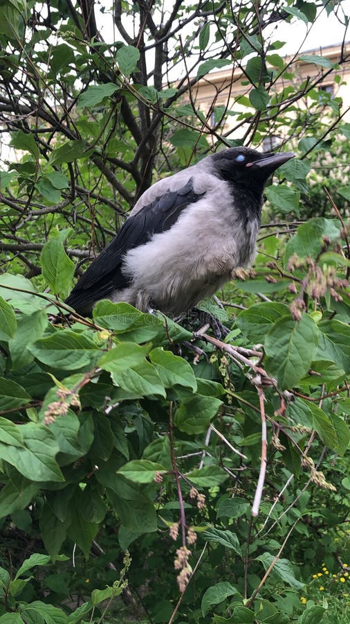 A black crow on a tree stock photo. Image of park, titmouse - 249008250