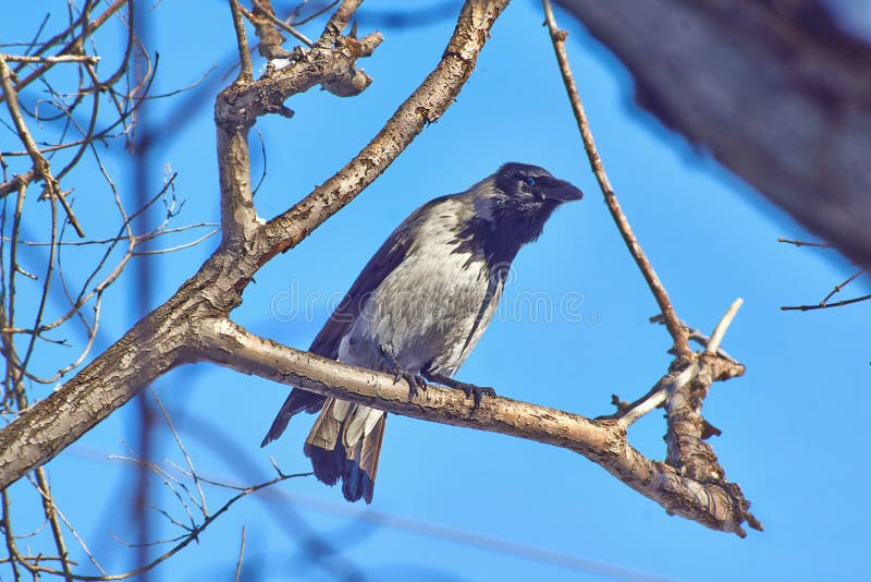 Black crow on a tree. stock photo. Image of birds, background - 67635384