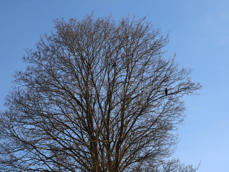 Black Crow on a Tree in Late Autumn. Stock Photo - Image of flower ...