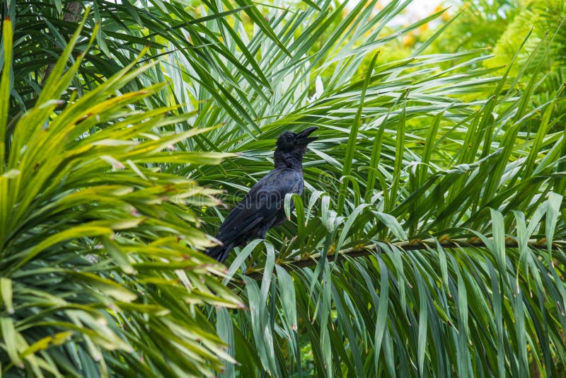Black Crow in Tree in Lumipni Park, Bangkok Stock Photo - Image of bird ...