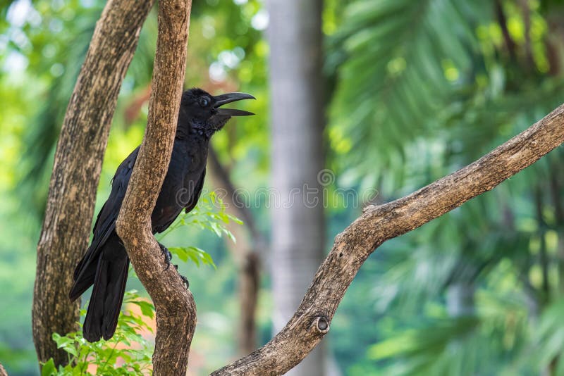 Black Crow in Tree in Lumipni Park, Bangkok Stock Photo - Image of ...