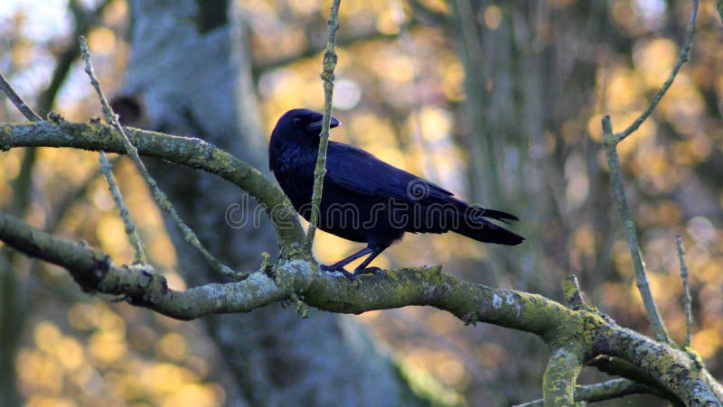 Black crow in tree stock photo. Image of open, foraging - 81217680