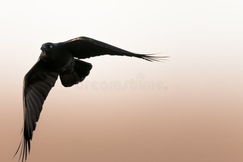 Black Crow in Flight with Spread Wings Stock Photo - Image of spread ...