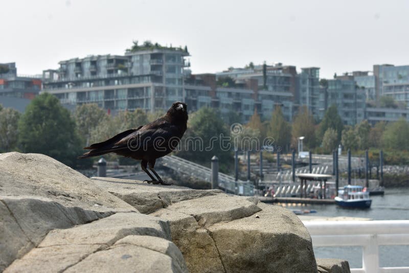 Crow Staring in Front of Buildings Stock Photo - Image of black ...