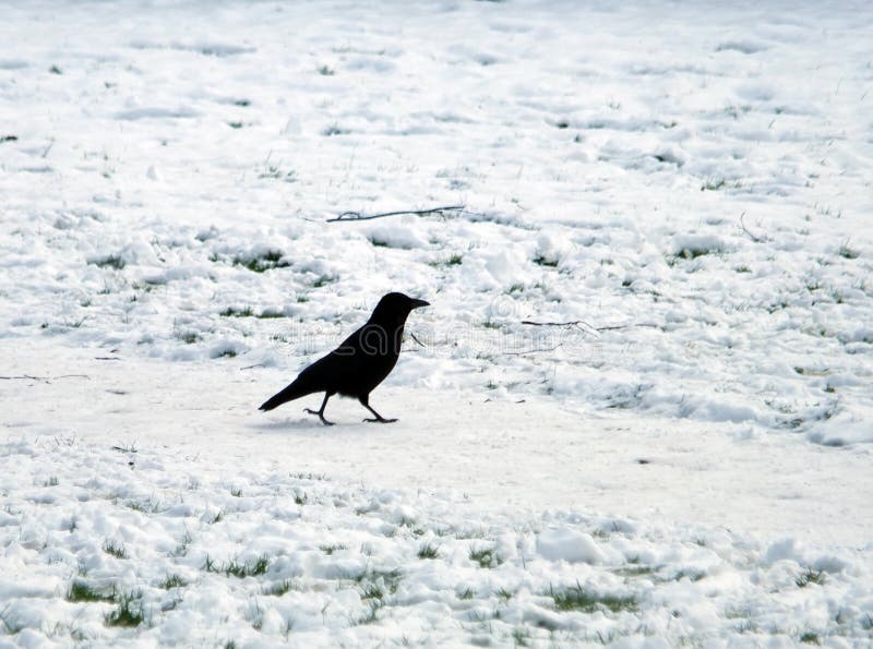 A Black Crow Walking Along a Snow Covered Path Stock Photo - Image of ...