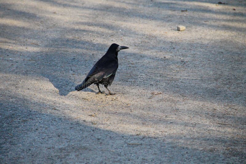 Crow walking on the ground stock photo. Image of brown - 148432928