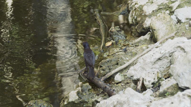 Black Crow Walking on a Bank of a River and Looking for Fish in the ...