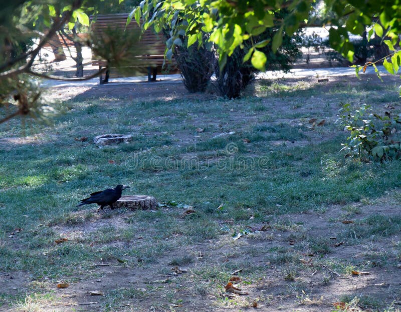 Black Crow Walking on the Grass in the Park. Bird in the Park in the ...
