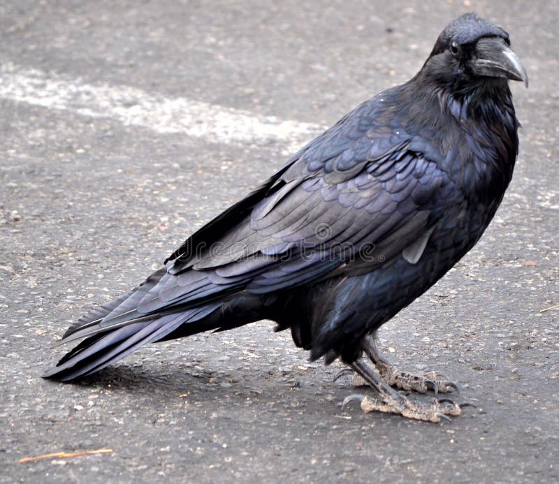 A Black Crow stock image. Image of bird, gothic, night - 40024885