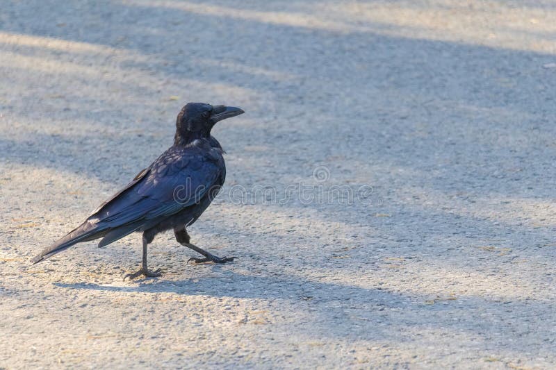 A Black Crow is Walking on a Sidewalk Stock Photo - Image of ...