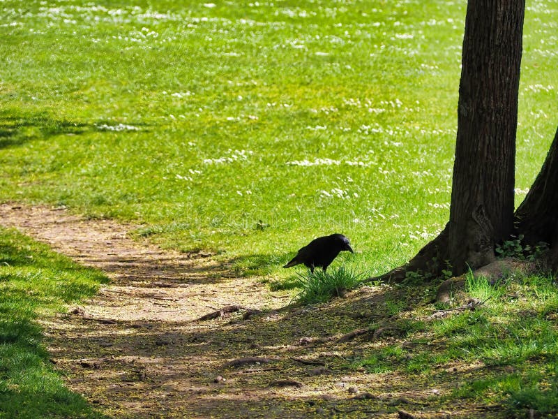 A Black Crow Walks Down the Path between Two Trees and Grass Stock Image - Image of outdoor ...