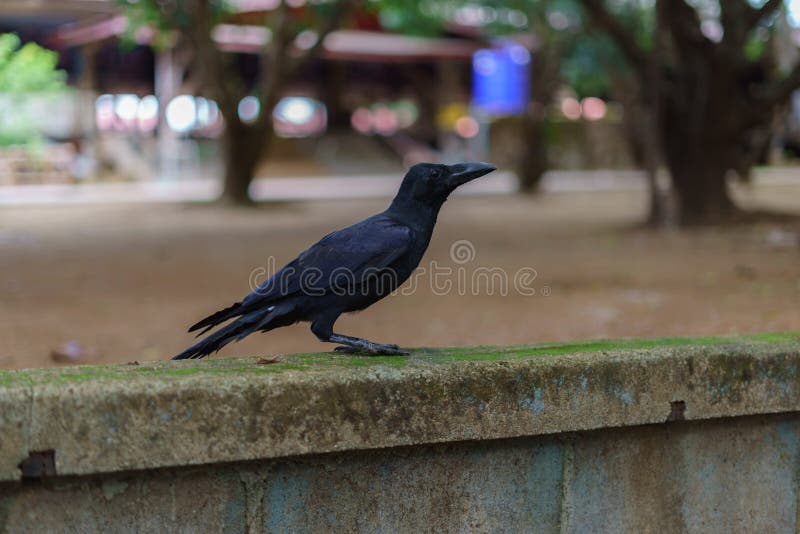 Black crow on the wall stock image. Image of black, isolated - 319749155