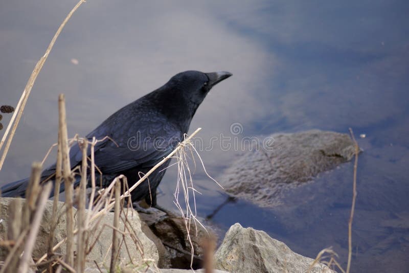 Black Crow Watching on Waters Edge Stock Image - Image of blackbird ...