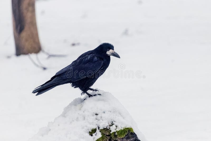 Black Crow in the Winter Park on the Snow Stock Photo - Image of ...