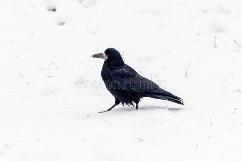 Black Crow in the Winter Park on the Snow Stock Photo - Image of beak ...