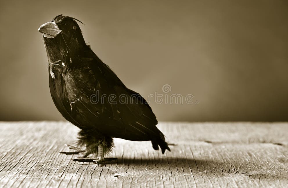 Black Crow on a Wooden Surface, in Sepia Toning Stock Image - Image of ...