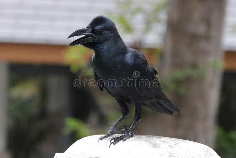 Close Up Black Crow, Corvus Stock Image - Image of crow, loud: 124351675