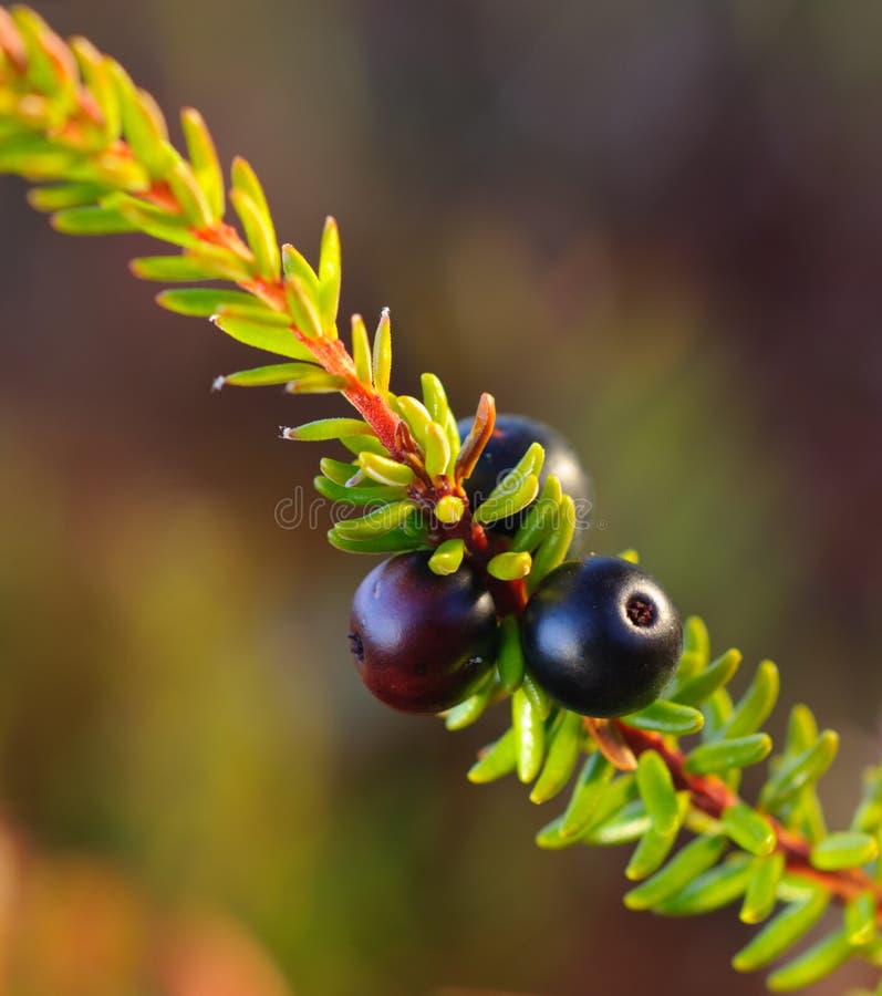 Crowberry stock image. Image of healthy, forest, macro - 15593097