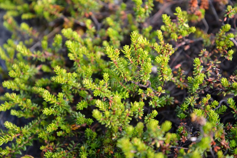 Black Crowberry (crowberry) (Empetrum Nigrum L.) Stock Image - Image of ...