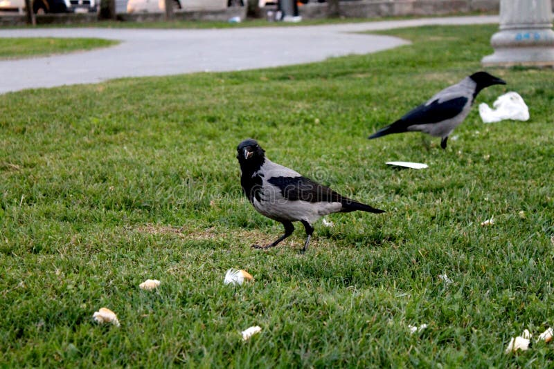 Black Crowl stock photo. Image of green, nature, gull - 103565458