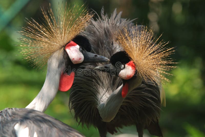 A Black Crown Crane Bird at Zoo Stock Image - Image of crown, fauna ...