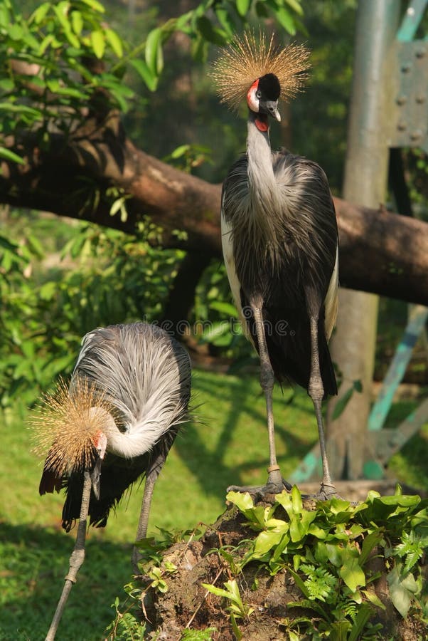 Black Crown Crane Bird in Zoo Stock Image - Image of beauty, chirping ...